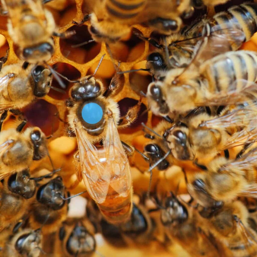 Bees Archives - Napoleon Bee Supply