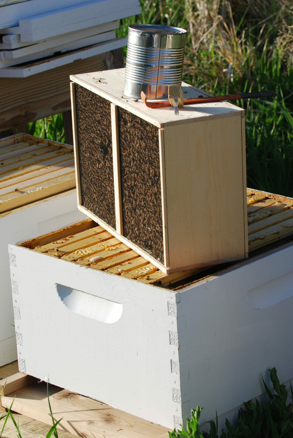 3 Lb Packaged Bees (unmarked queen) - Napoleon Bee Supply