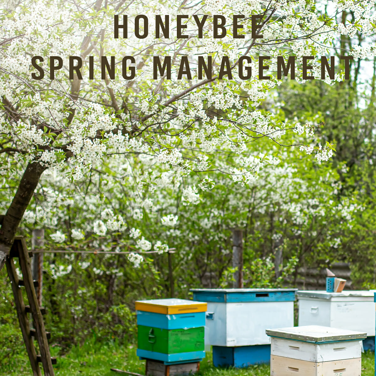 Spring into Action! Pre-Order your Bees Now! Order Bee-fore April 29th ...