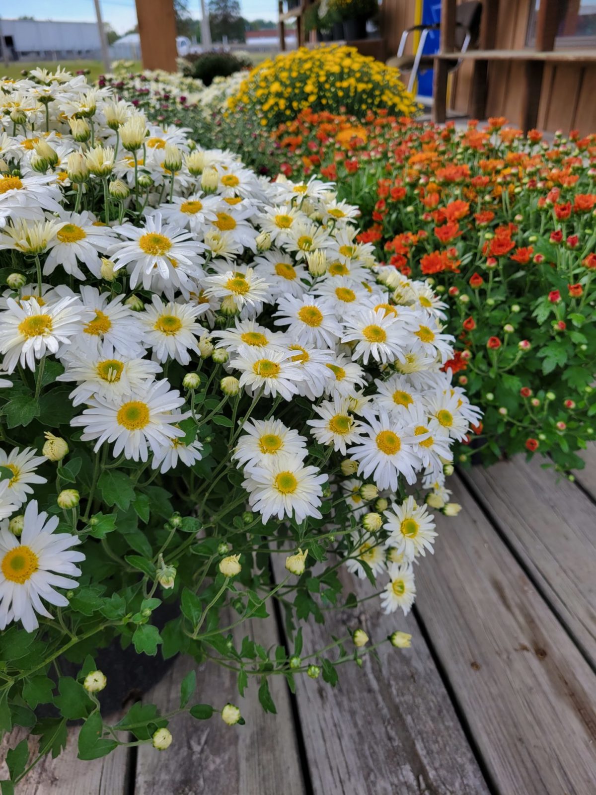 Mums - Napoleon Bee Supply