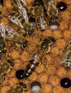 Carniolan Queens - Napoleon Bee Supply