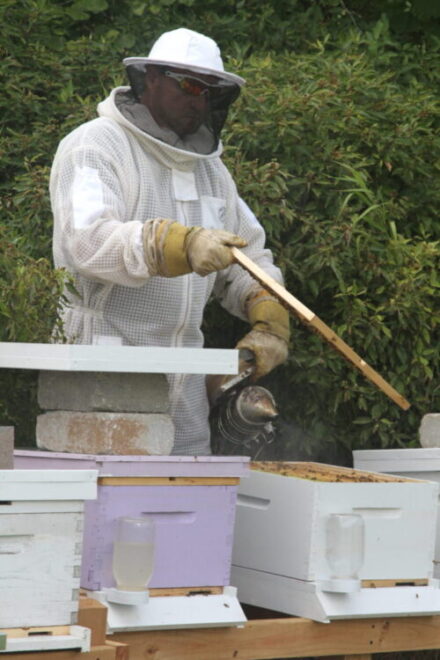 Introduction To Beekeeping - Napoleon Bee Supply