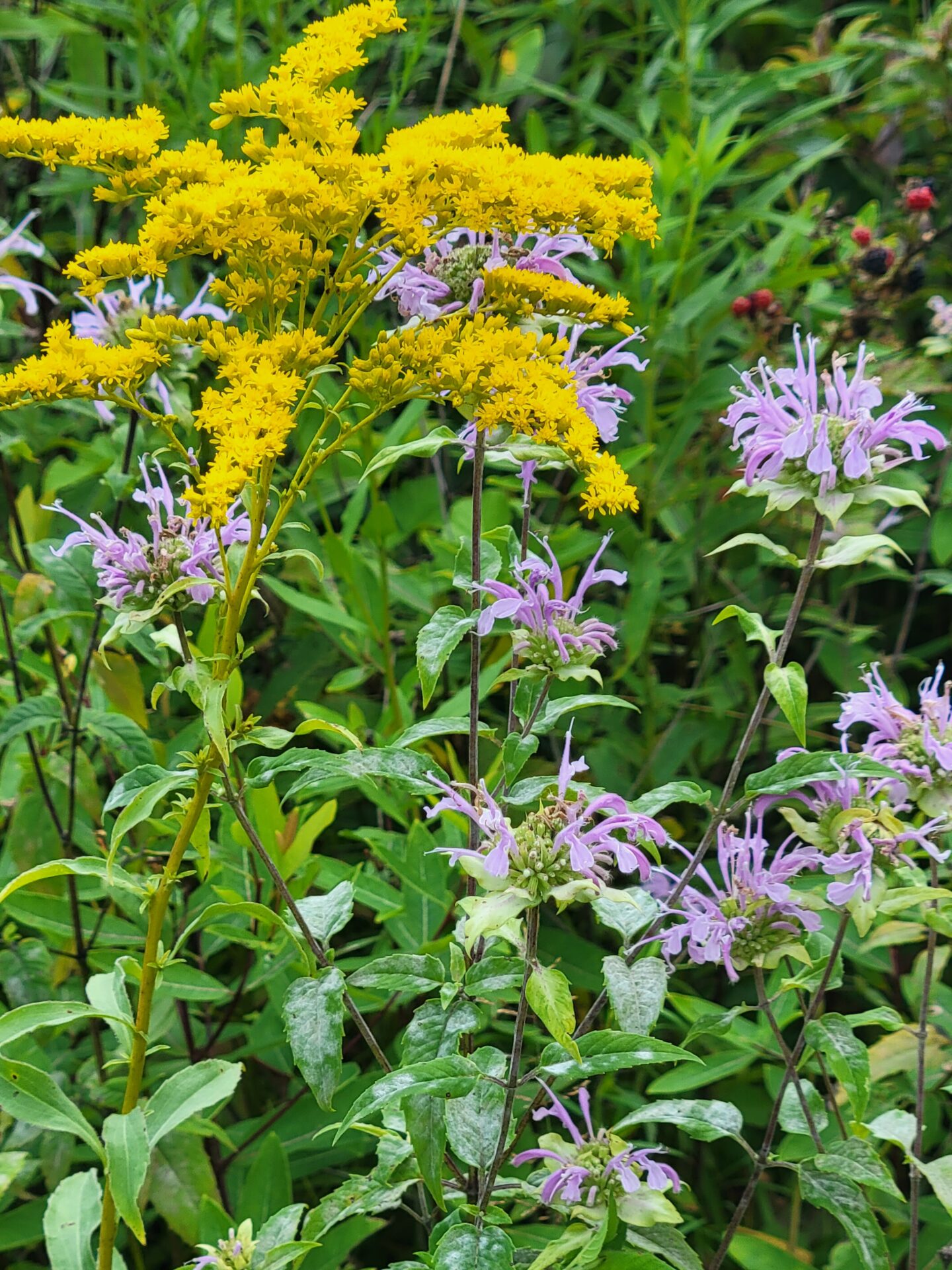 Winterizing your Bee Hives with Beekeeper Michael Sautter - Napoleon ...